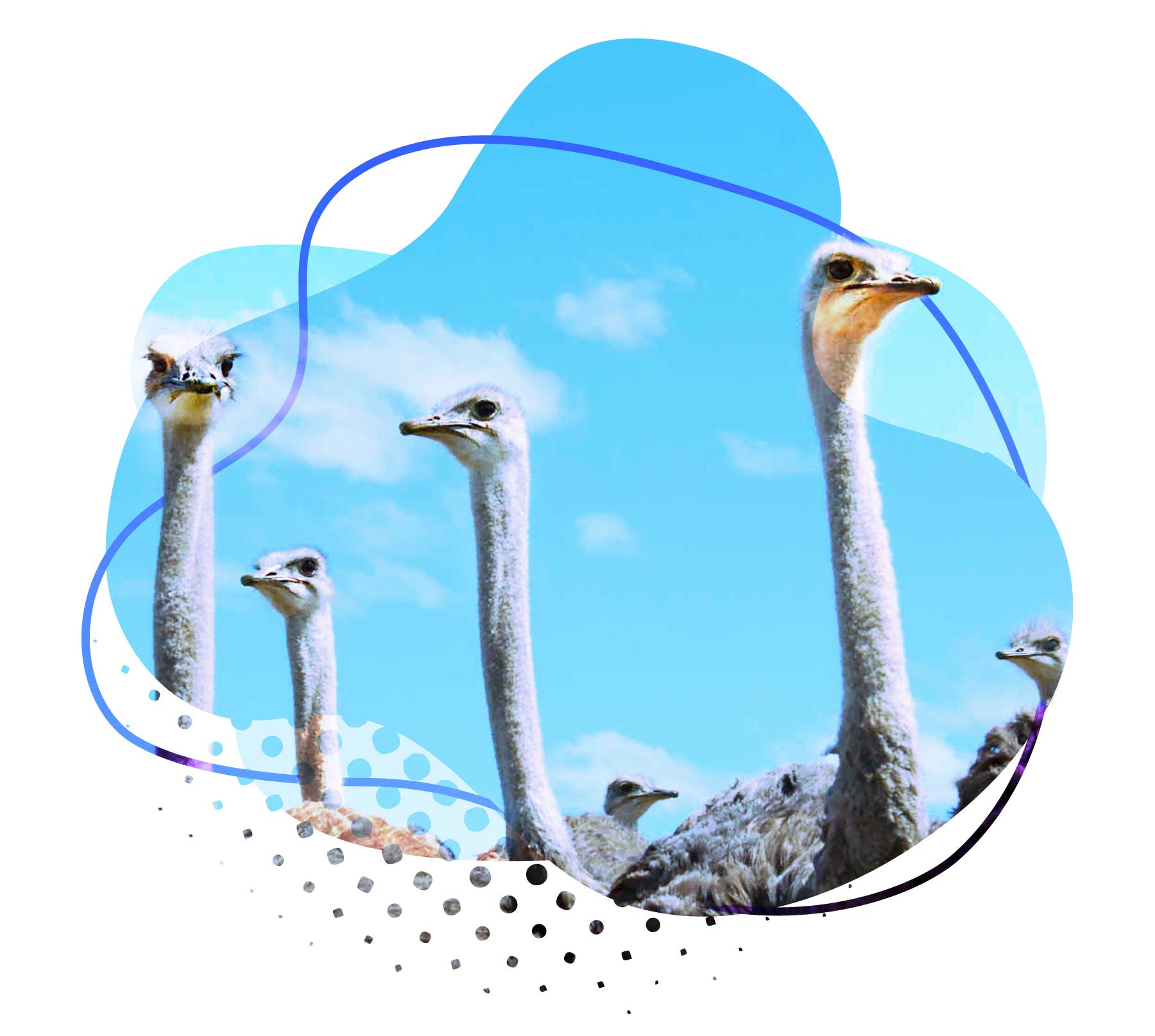 Ostrich Museum - Nid’Otruche Parc